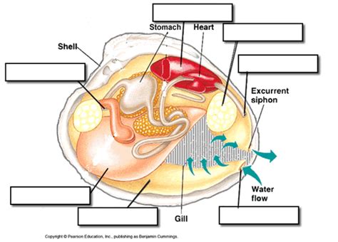 Read 27 4 Mollusks