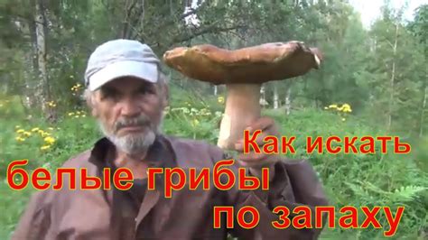Как искать белые грибы по запаху белый гриб Как вырастить белые грибы Мариновать На зиму