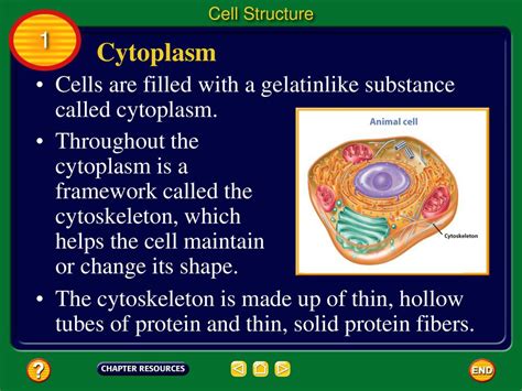 Chapter Cells Section Cell Structure Section Viewing Cells Ppt