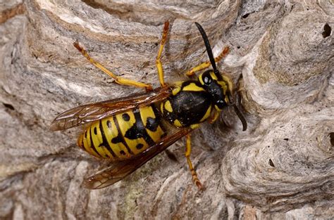 Vespula Germanica Waspweb