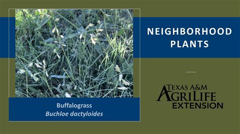 Neighborhood Plants Buffalograss Youtube