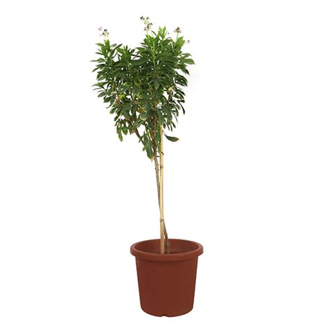 جاتروفا Green Hub