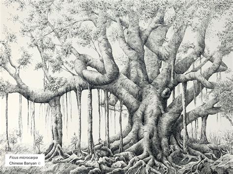 Banyan Tree Pencil Drawing