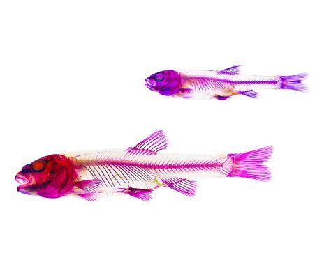 Bluehead Chub Mixed Media By Noah Bressman Fine Art America