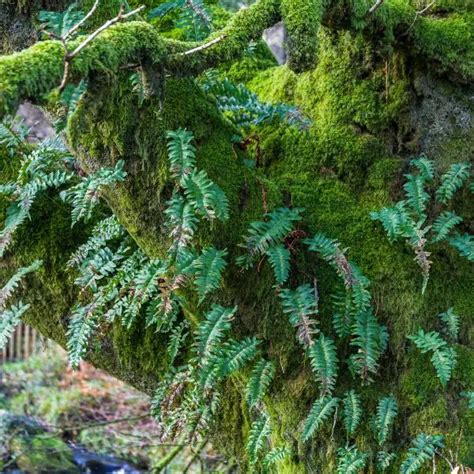 14 Different Terrarium Moss Types Herbvity