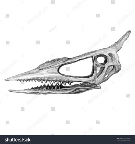 Pterodactyl Skull Hand Drawn Pencil Illustration ภาพประกอบสต็อก