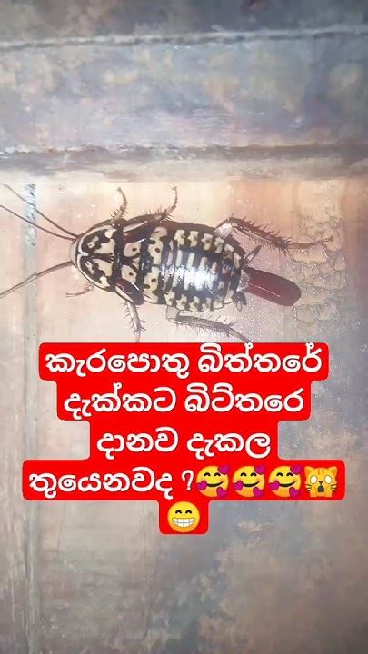 කැරපොතු බිට්තරෙ 🙀🙀🙀🙀🙀 Youtube