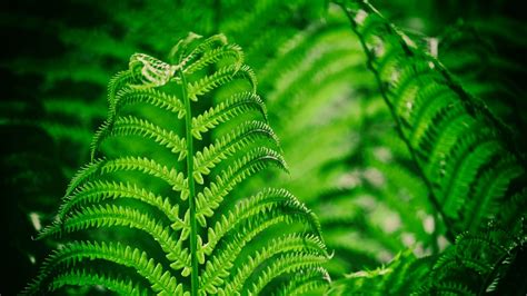 Wallpaper Fern Leaf Macro Plant Hd Picture Image