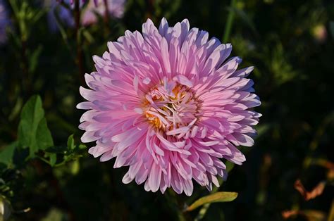花朵 翠菊 秋天 Pixabay上的免费照片