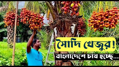 সৌদি খেজুর চাষ হচ্ছে বাংলাদেশে Uddokta News Bangla Youtube