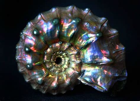17 Best Images About Fossils On Pinterest Green River Living Fossil