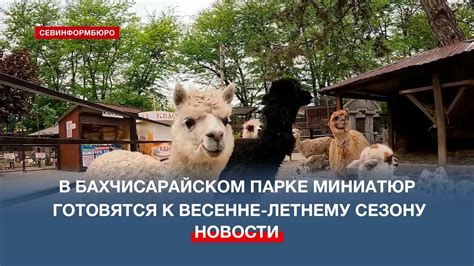 К весенне летнему сезону готовы в Бахчисарайском парке миниатюр подстригли альпаку Youtube