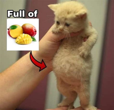 Pin By Yeni On Gatitos Cat Memes Cats Silly Cats