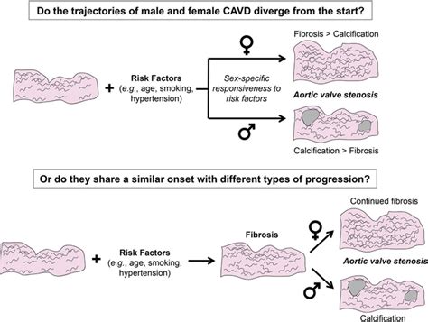 Calcific Aortic Valve Disease Circulation Research