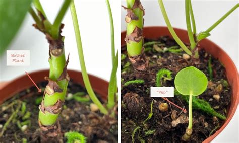 Chinese Money Plant Propagation Giau