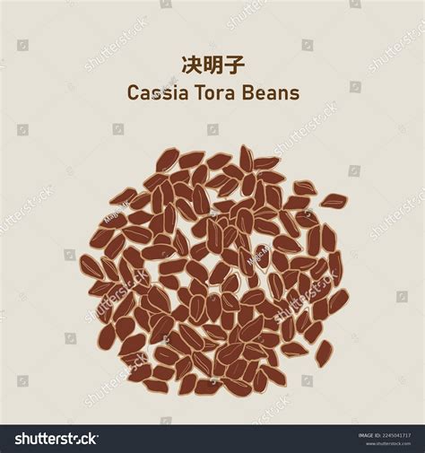 Cassia Tora Seed Over 1 Royalty Free Licensable Stock Vectors And Vector