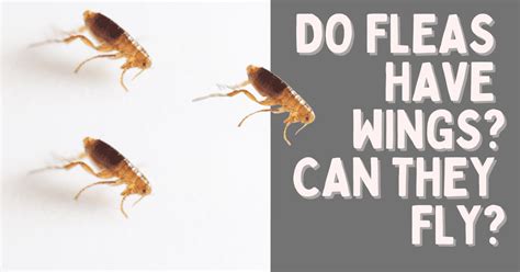 Do Fleas Have Wings Do Fleas Jump Or Fly