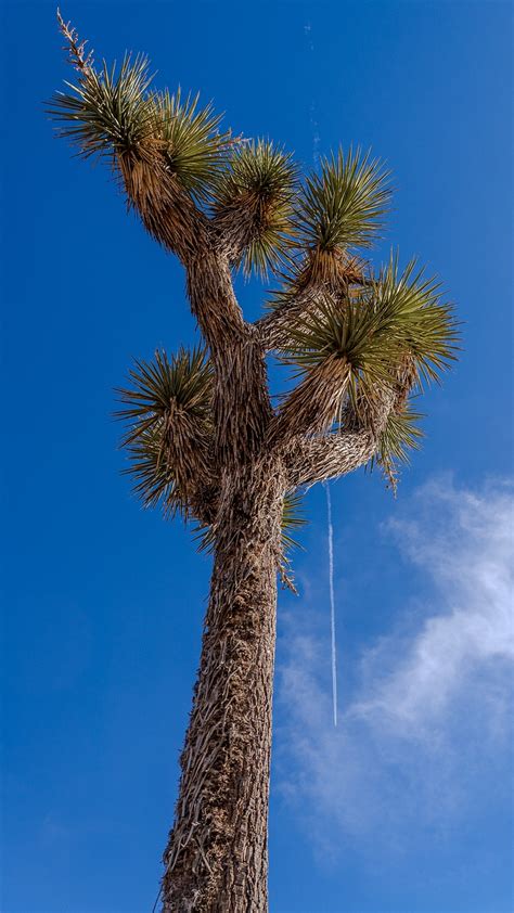 Joshua Tree Plant Flora Free Photo On Pixabay Pixabay