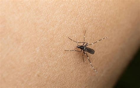 Investigan La Muerte De Una Mujer Como Caso Sospechoso De Dengue