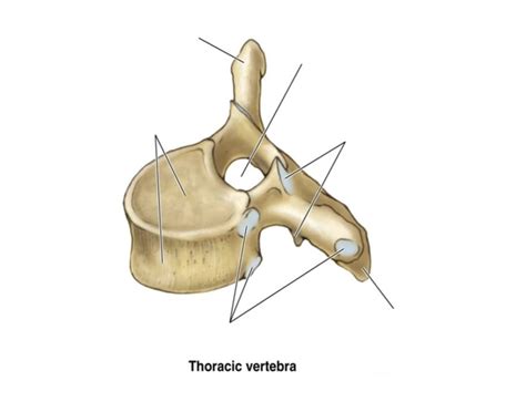 Costovertebral Joints T Spine 2 Quiz