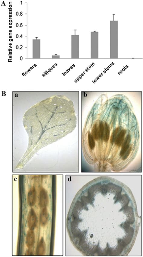 Expression Pattern Of The Myb75 In Mature Arabidopsis Plant And Stems
