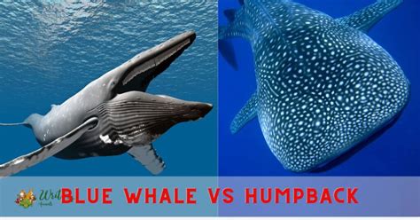 Blue Whale Vs Humpback Humpback Vs Blue Whale