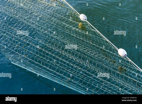 A Commercial Fishing Net Is Pulled Tight The Mesh Is Floating On The
