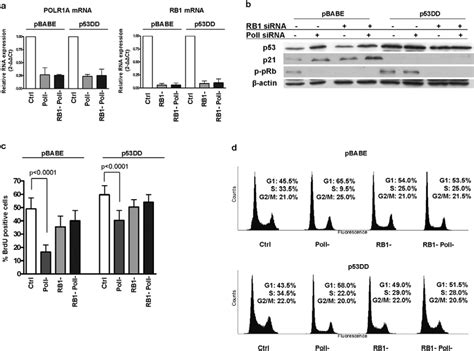 Prb Is Responsible For The Hindered Cell Cycle Progression In Cells Download Scientific Diagram