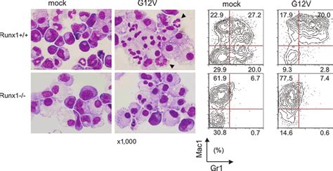 Runx1 Insufficiency Suppresses Myeloid Differentiation Induced By