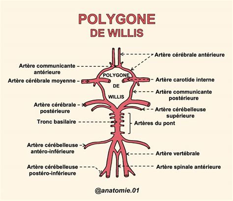 Polygone De Willis Anatomie Anatomie Du Cerveau Anatomie Cadre De