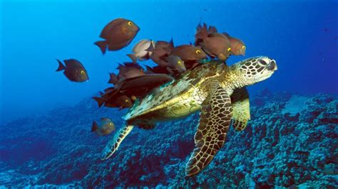Imágenes del ecosistema acuático