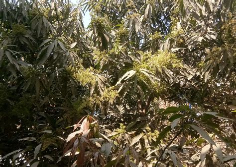 Work To Be Done In Mango Orchards In The Month Of March