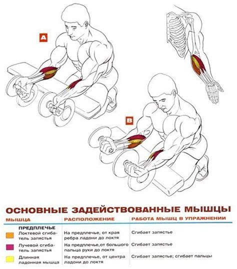 УПРАЖНЕНИЯ НА РАЗВИТИЕ МЫШЦ БИЦЕПСА И ПРЕДПЛЕЧЬЯ Sportfeed
