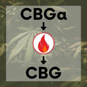 The Differences Between CBG Vs CBGa Cannabinoid Vivimu