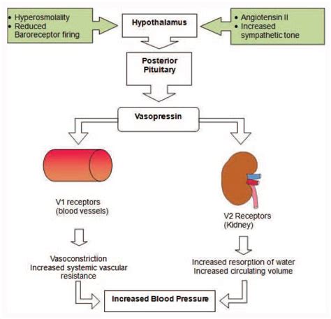 Vasopressin Hormone