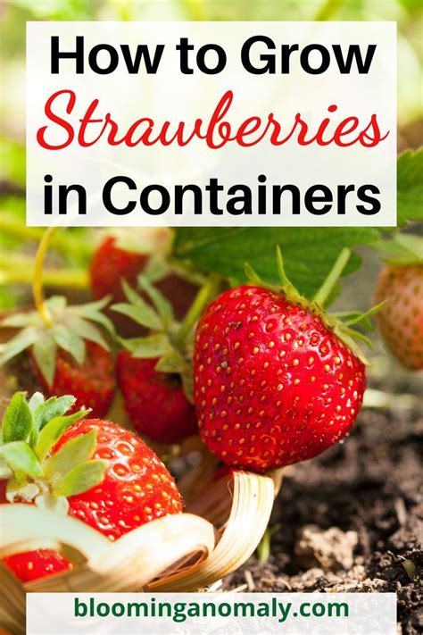 How To Control Codling Moth Pest In Your Garden Artofit