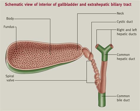 Anatomy Of The Gallbladder And Bile Ducts Surgery Oxford