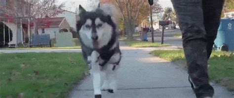 Собака бегает на напечатанных на 3d принтере протезах передних лап Хабр