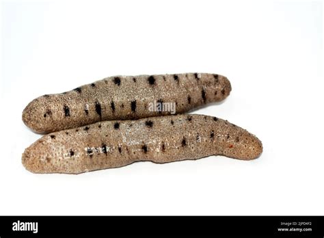 Sea Cucumbers Isolated On White Background Echinoderms From The Class