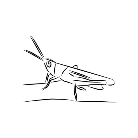 Line Art Of A Grasshopper 35524732 Vector Art At Vecteezy