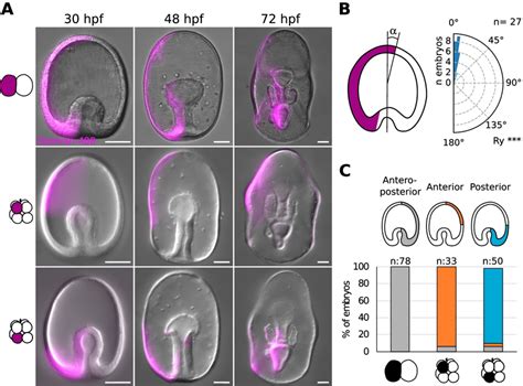 First And Third Cleavages Predict The Anteroposterior Axis In P