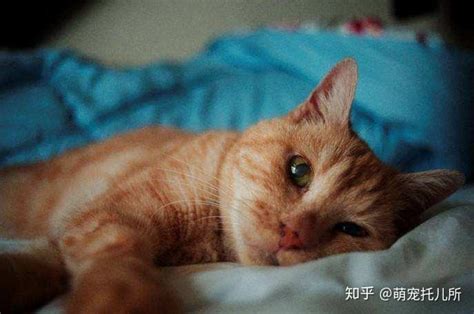 过年回家，十一出游，不能带猫咪回家，是寄养好还是上门喂猫好？ 知乎