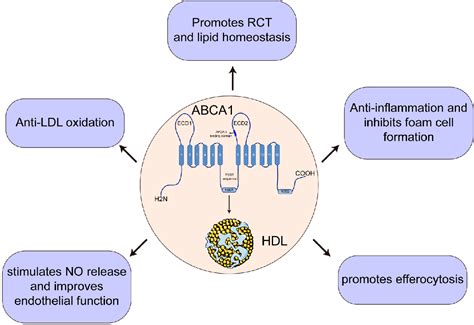 Figure 3 From Role Of Abca1 In Cardiovascular Disease Semantic Scholar
