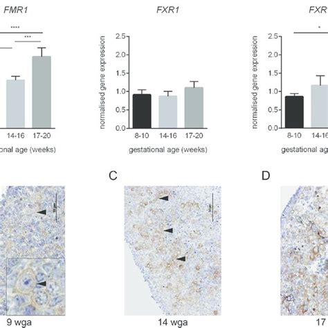 Mammalian Cortical Granule Exocytosis During Fertilization Cortical