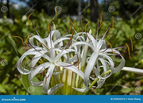 Spider Lily Crinum Asiaticum Stock Photo Image Of Family Bulb
