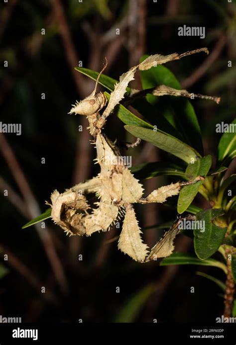 Giant Prickly Stick Insect Spiny Stick Insect Extatosoma Tiaratum
