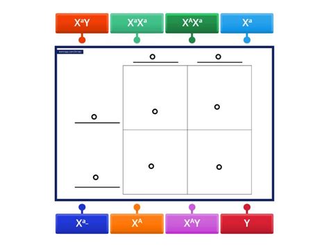 Punnet Square Practice 2 Sex Linked Labelled Diagram