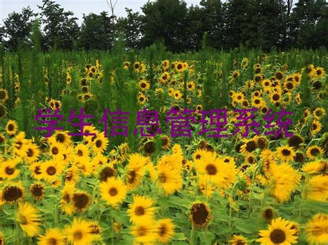 南昌高校学工管理系统的平台化建设与实践 学生信息管理系统 学生信息管理系统