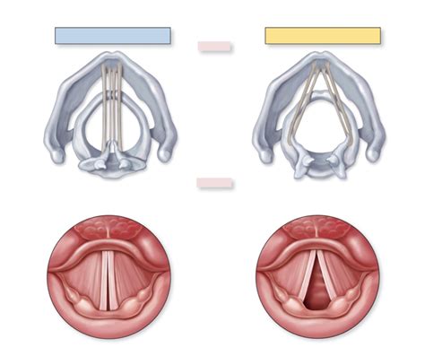 Vocal Folds Diagram Quizlet