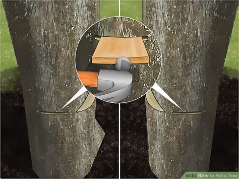 How To Fell A Tree With Pictures WikiHow